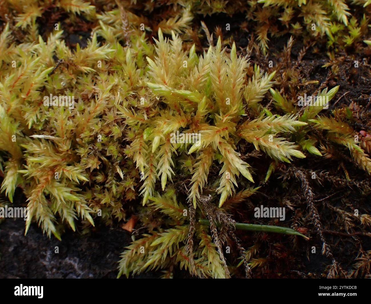 Tree Climacium Moss (Climacium dendroides Stock Photo - Alamy