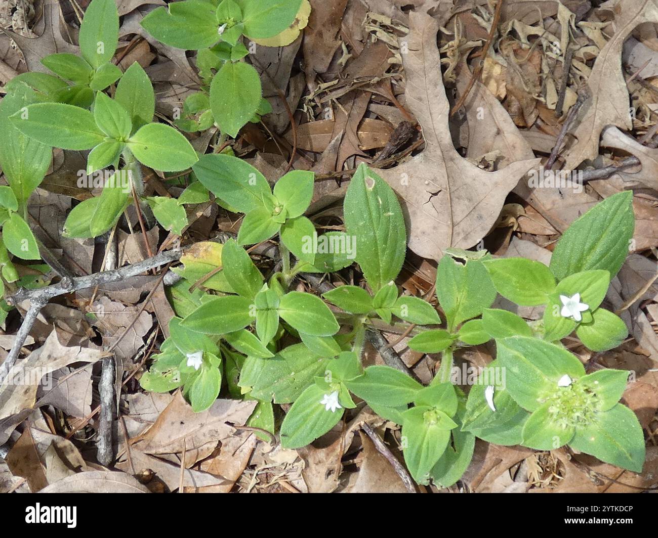 Tropical Mexican Clover (Richardia brasiliensis Stock Photo - Alamy