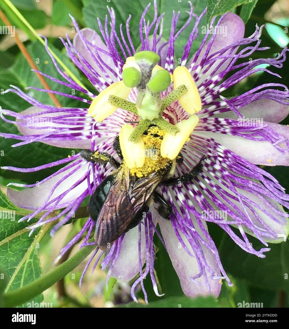 Virginia Carpenter Bee (Xylocopa virginica virginica Stock Photo - Alamy
