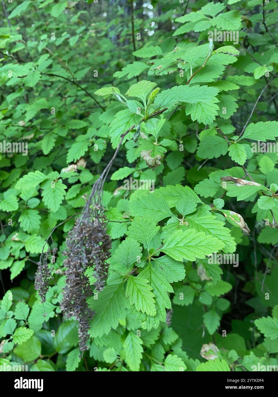 Ocean spray (Holodiscus discolor Stock Photo - Alamy