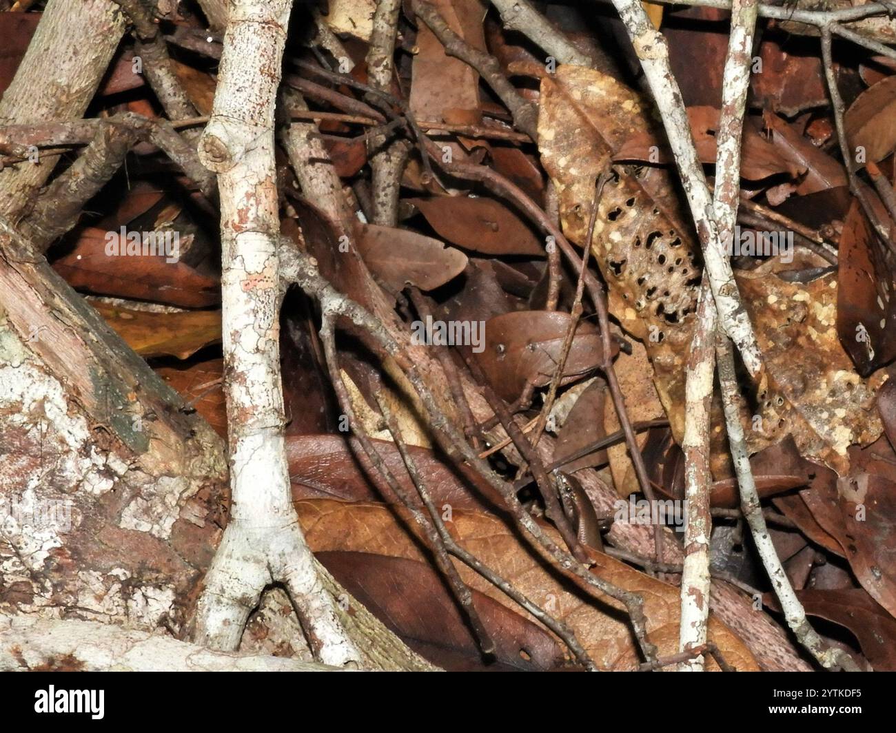 Wahlberg's Snake-eyed Skink (Panaspis wahlbergii Stock Photo - Alamy