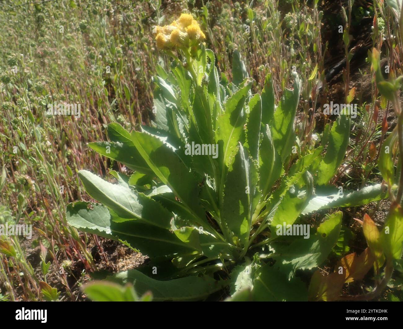 San Gabriel ragwort (Senecio astephanus Stock Photo - Alamy