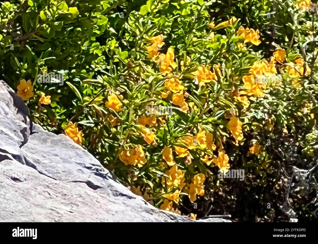 orange bush monkeyflower (Diplacus aurantiacus Stock Photo - Alamy