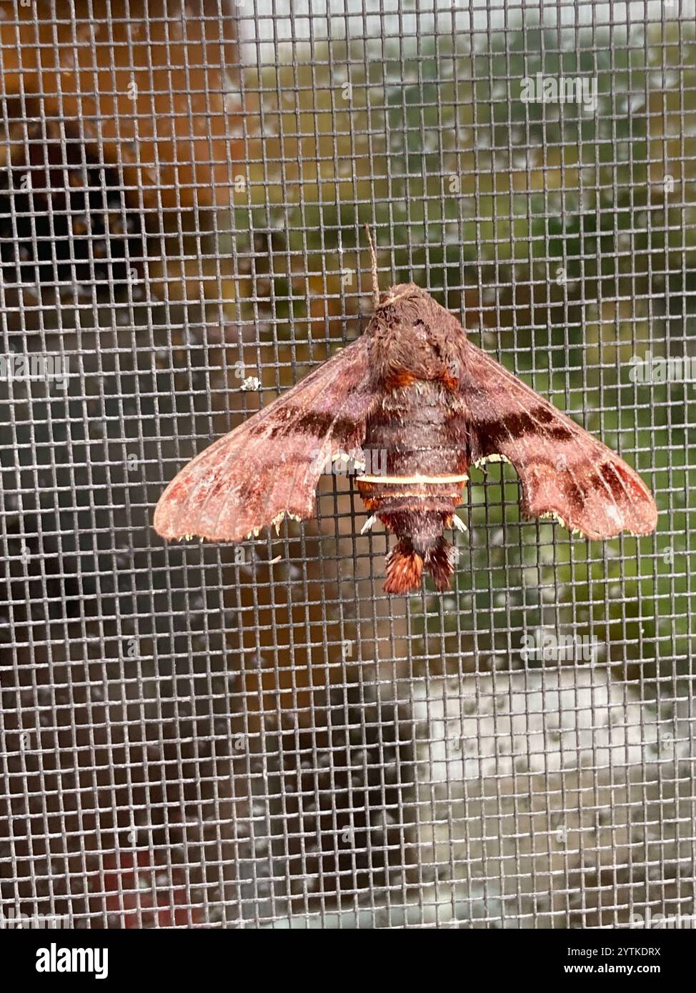 Nessus Sphinx (Amphion floridensis Stock Photo - Alamy