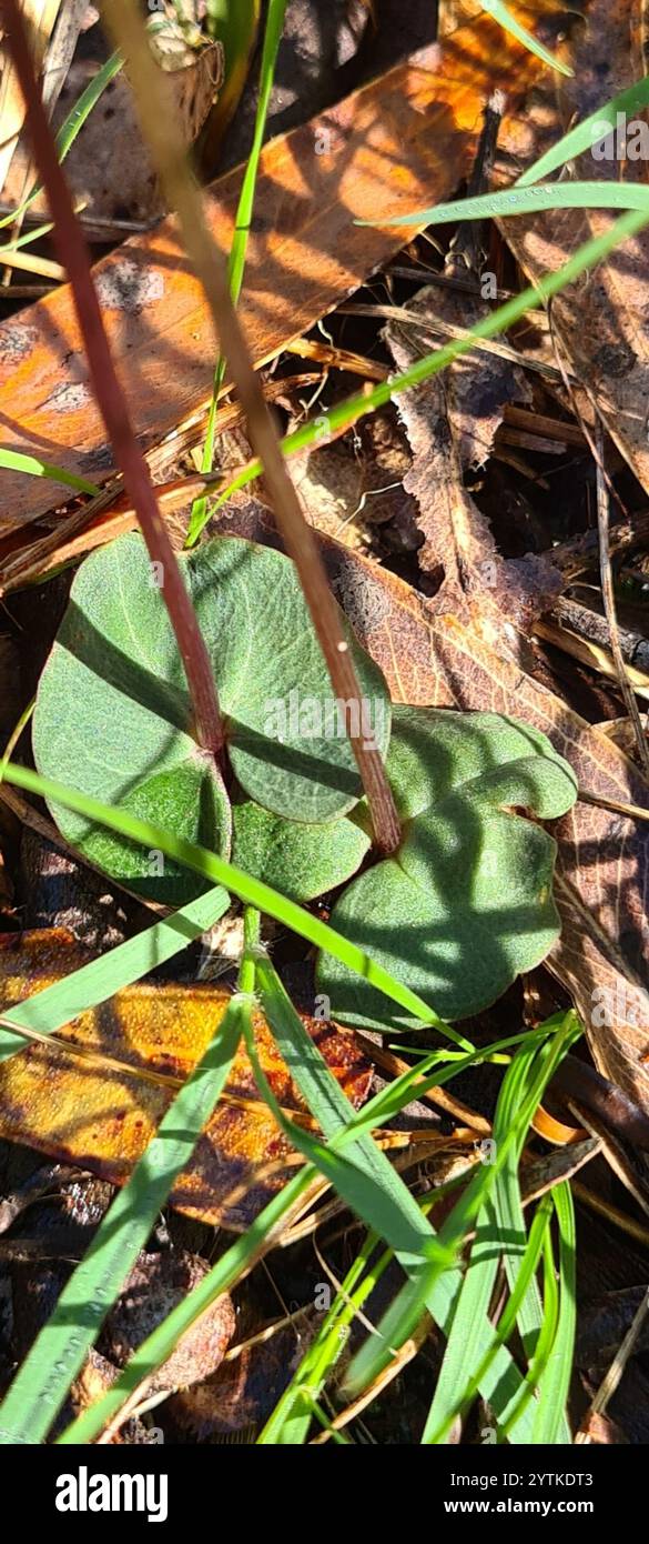 Pixie caps hi-res stock photography and images - Alamy