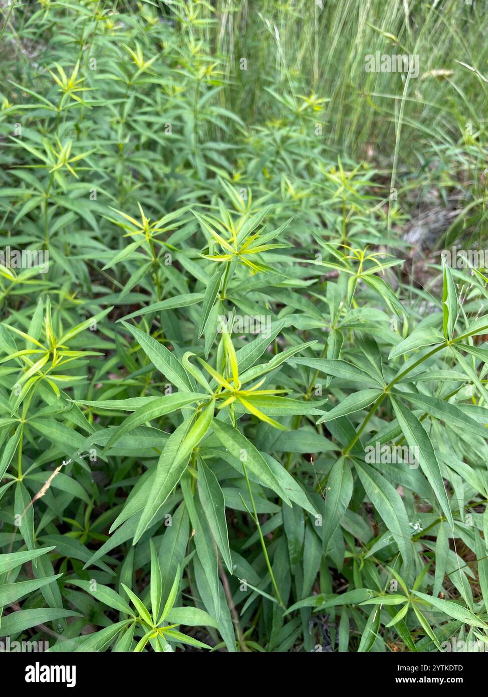 Greater Tickseed (Coreopsis major Stock Photo - Alamy