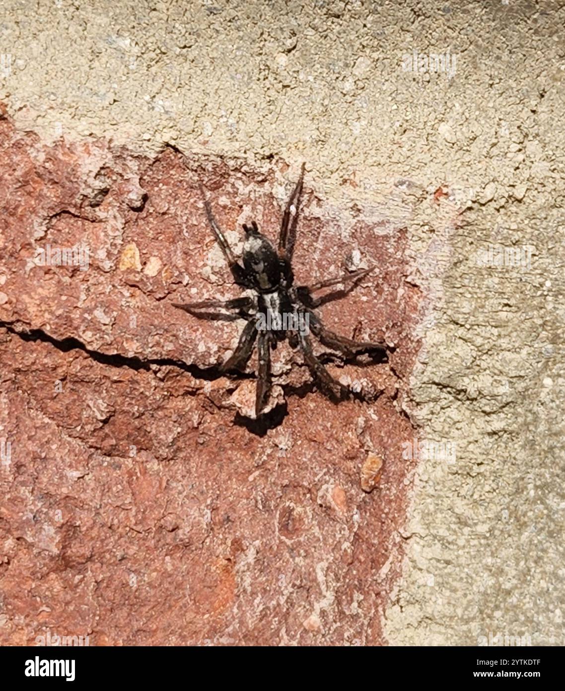 Eastern Parson Spider (Herpyllus ecclesiasticus Stock Photo - Alamy