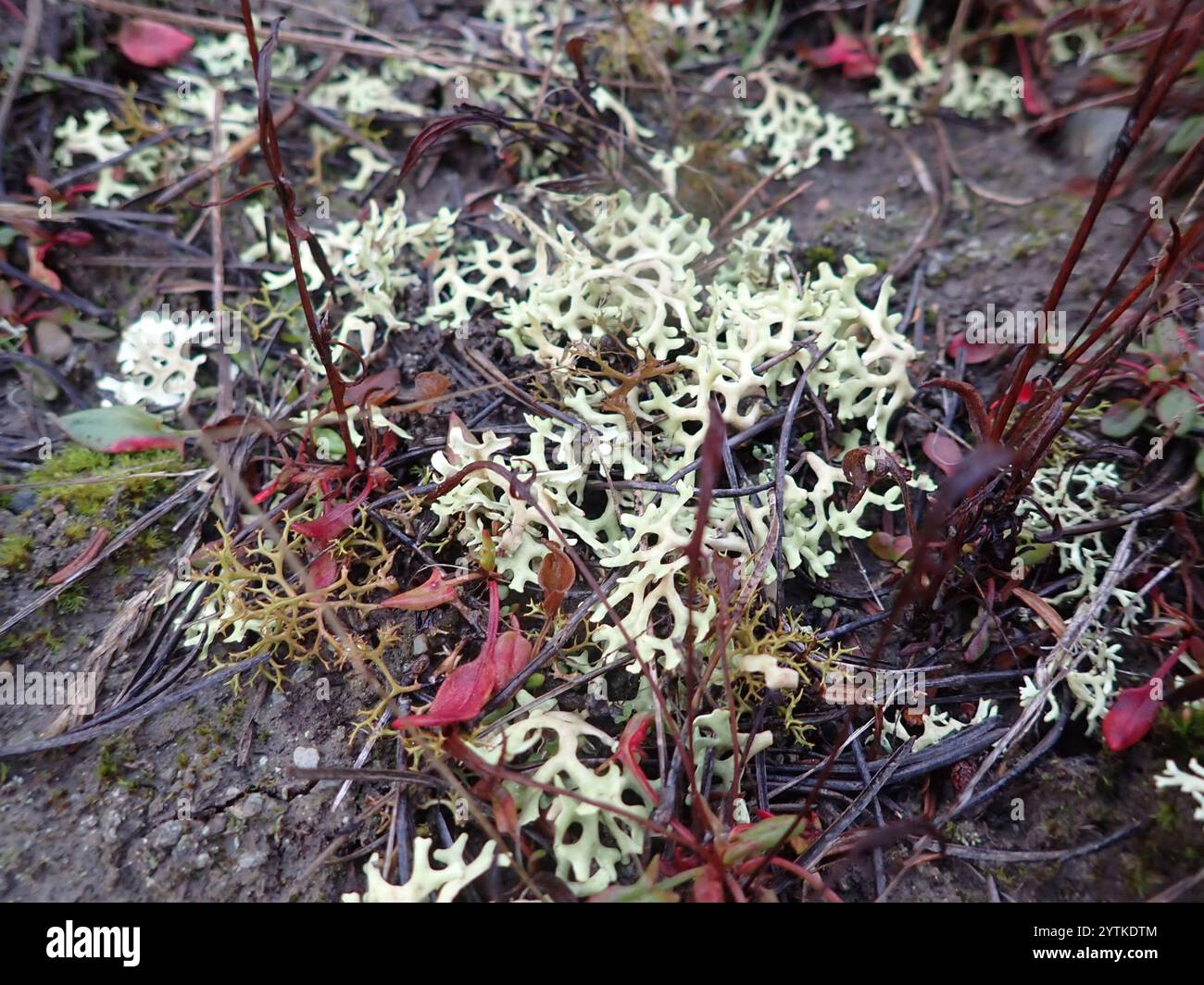 Resurrection Lichen (Xanthoparmelia semiviridis Stock Photo - Alamy