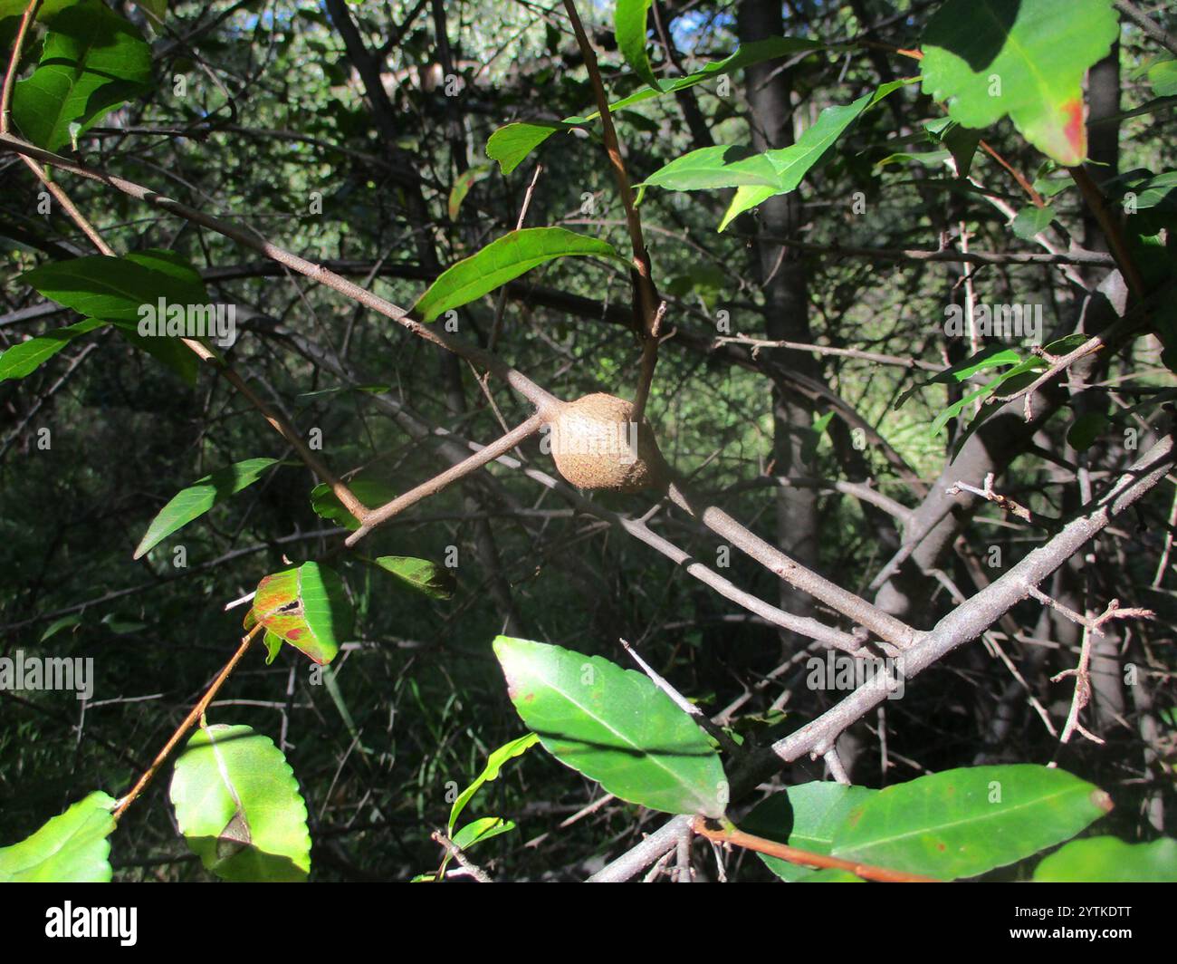 tamboti (Spirostachys africana Stock Photo - Alamy