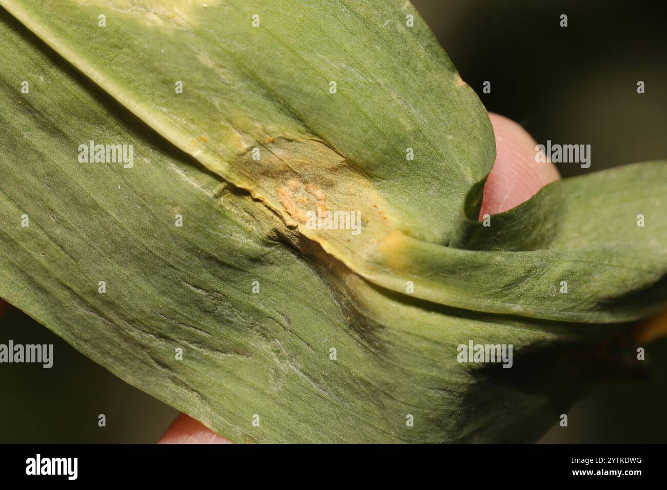 Allii hi-res stock photography and images - Alamy