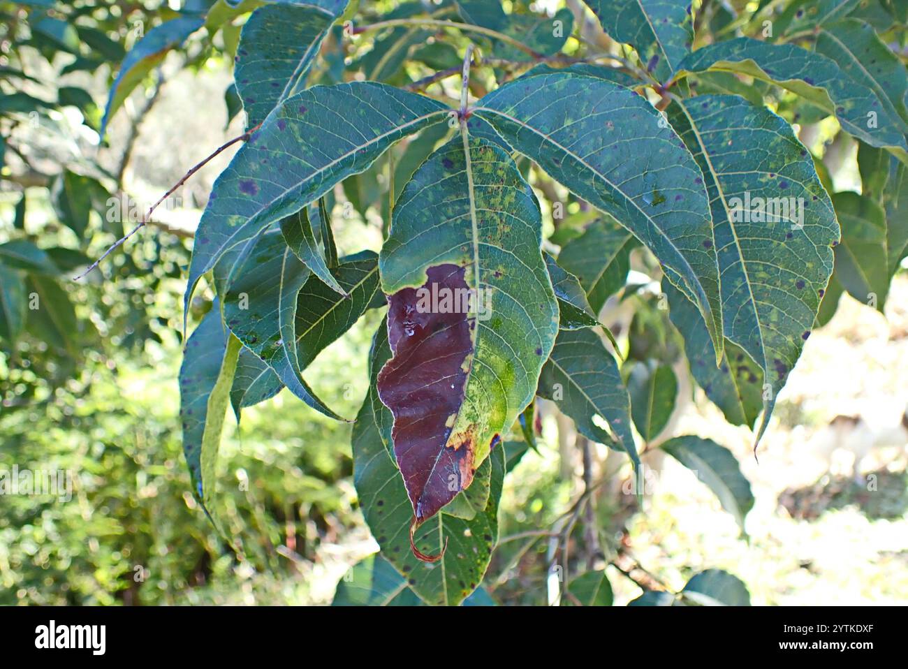 Red Currant-rhus (Searsia chirindensis Stock Photo - Alamy