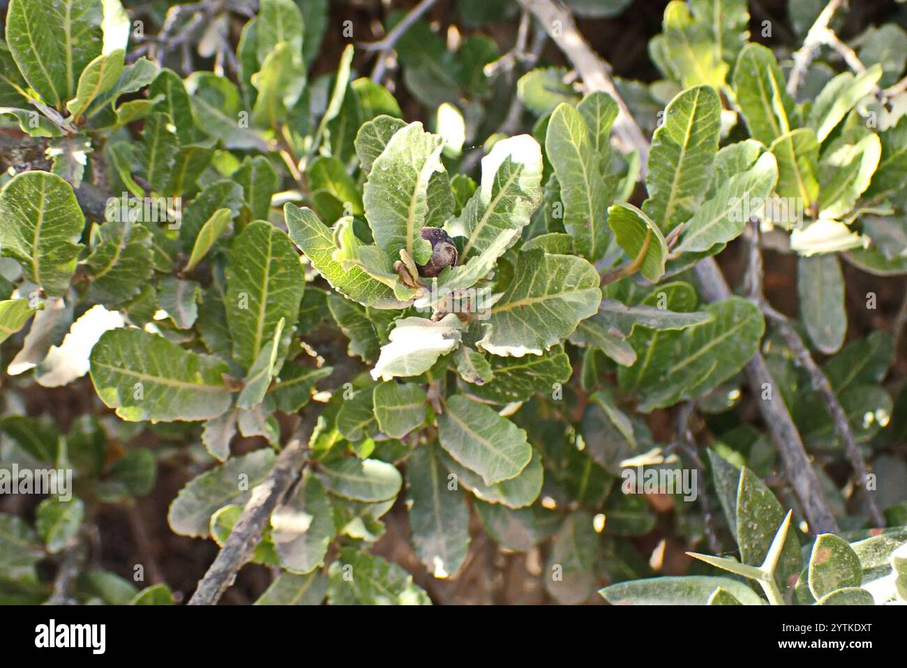 Pappea capensis hi-res stock photography and images - Alamy