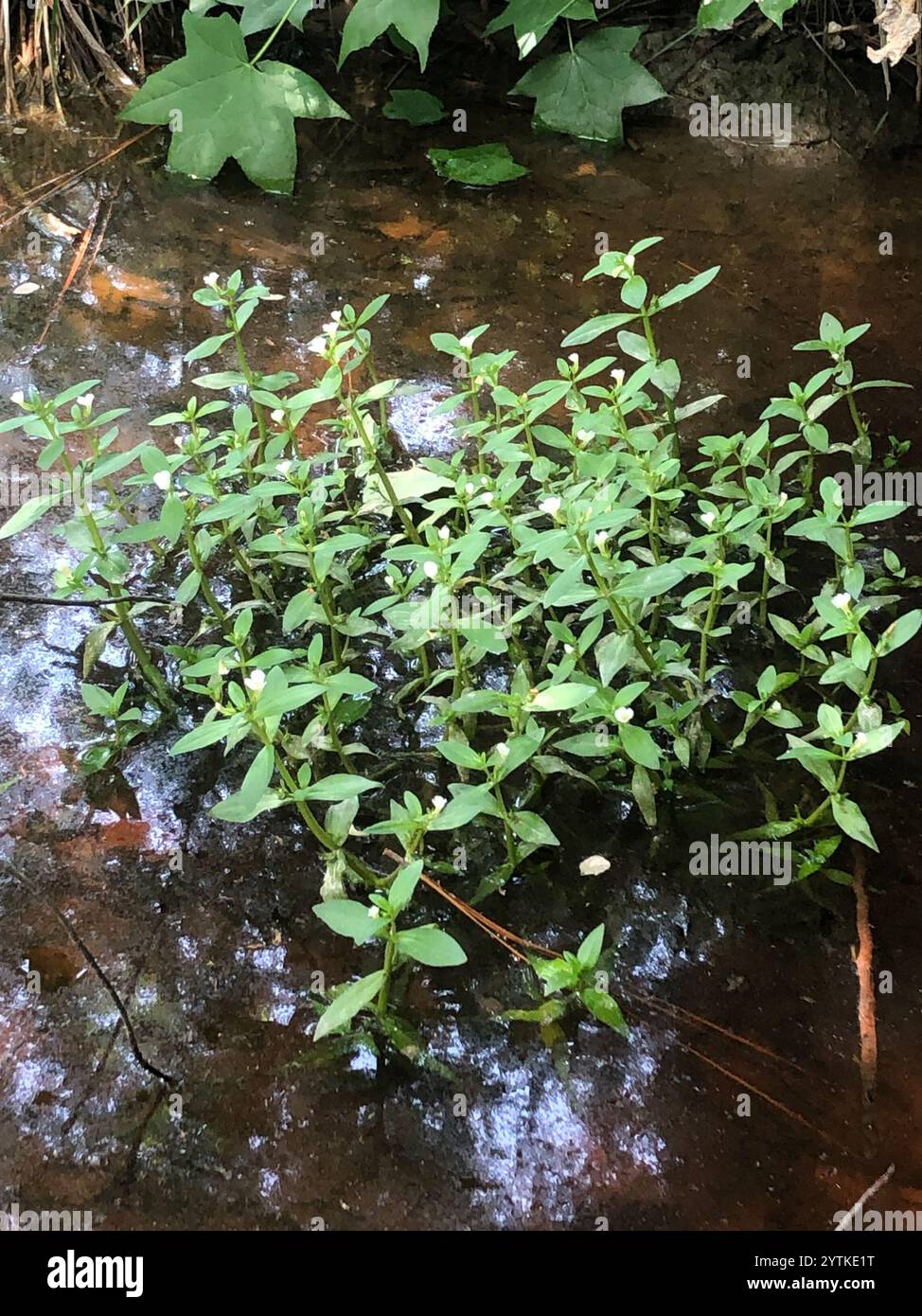 Virginia hedge-hyssop (Gratiola virginiana Stock Photo - Alamy