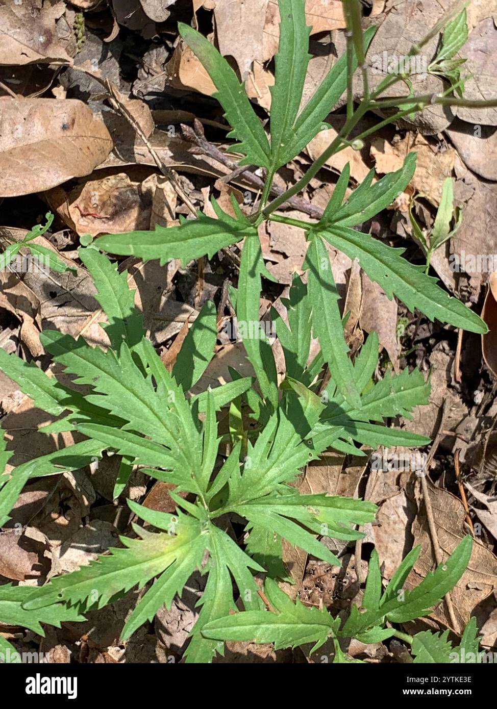 cut-leaved toothwort (Cardamine concatenata Stock Photo - Alamy