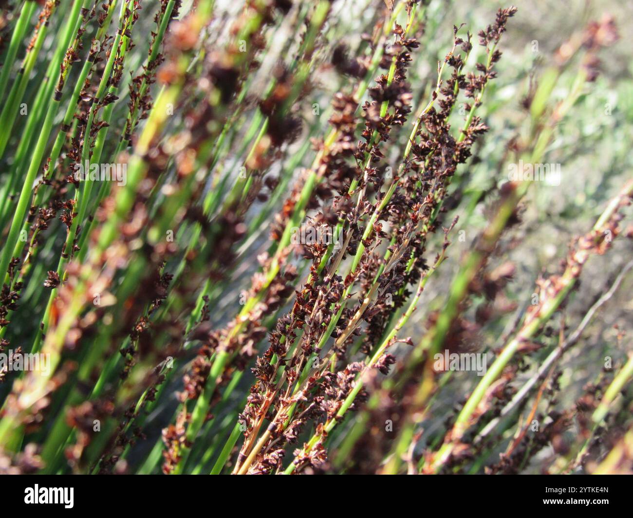 Elegia tectorum hi-res stock photography and images - Alamy