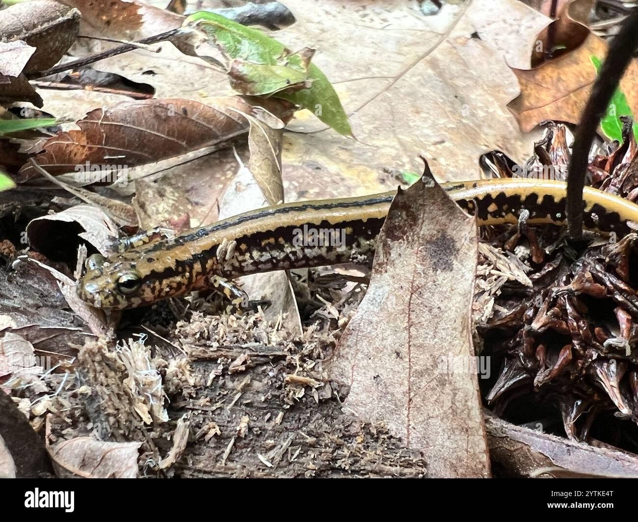 Three-lined Salamander (Eurycea guttolineata Stock Photo - Alamy