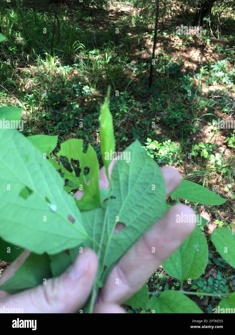 Dwarf Hackberry (Celtis tenuifolia Stock Photo - Alamy