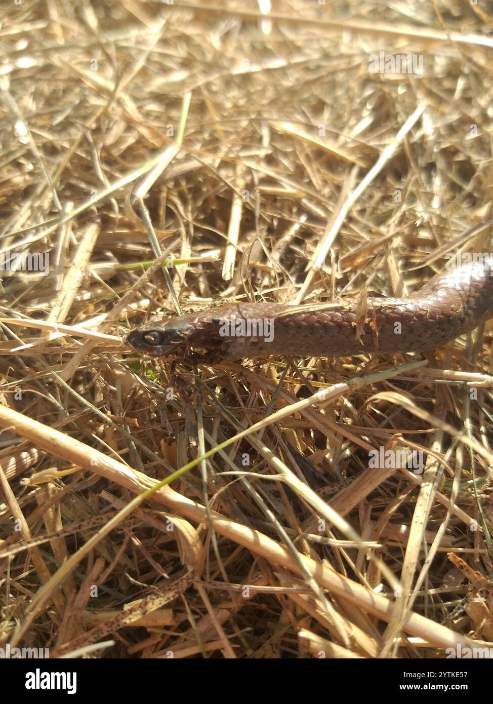 Common Slug-eater (Duberria lutrix Stock Photo - Alamy