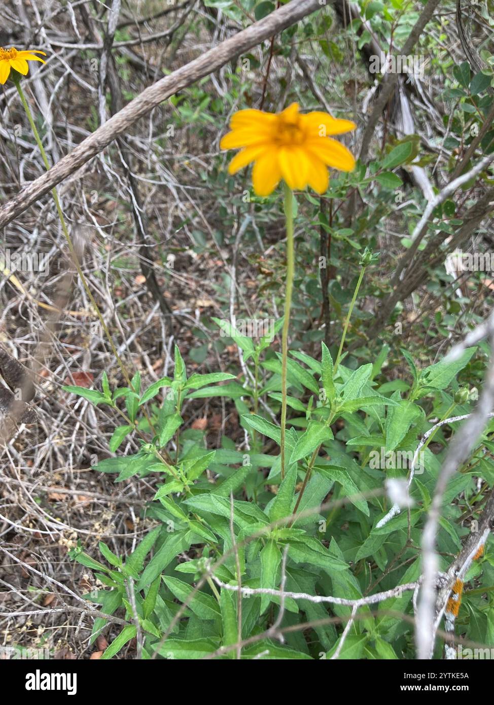Texas creeping-oxeye (Wedelia hispida Stock Photo - Alamy