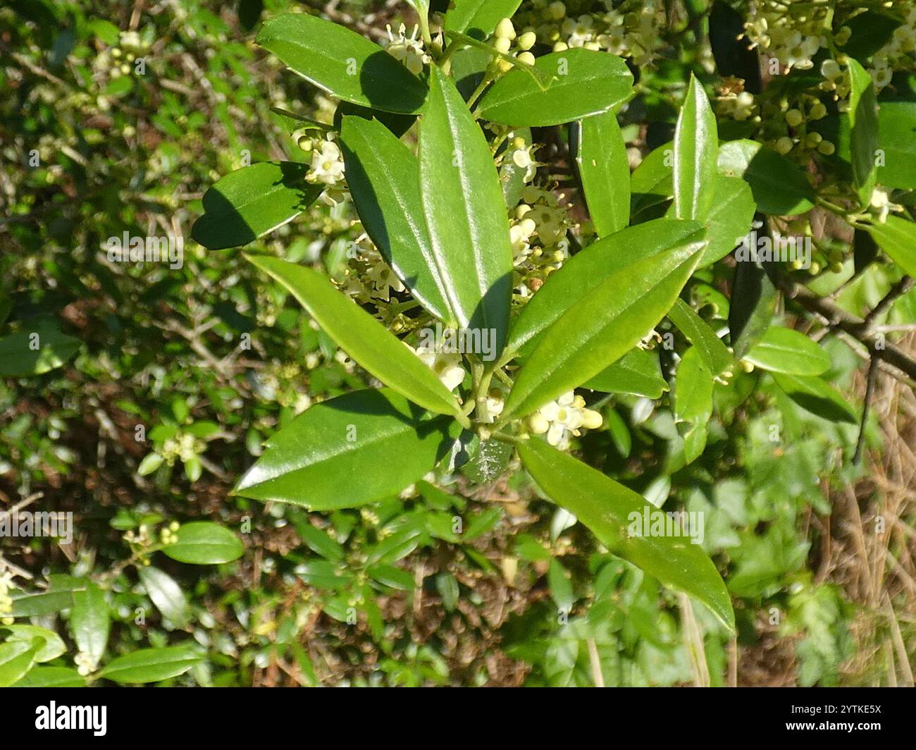 gallberry (Ilex glabra Stock Photo - Alamy