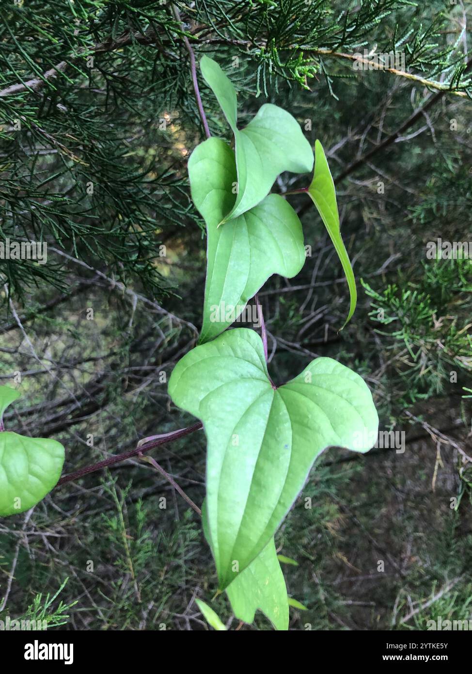 Chinese yam (Dioscorea polystachya Stock Photo - Alamy