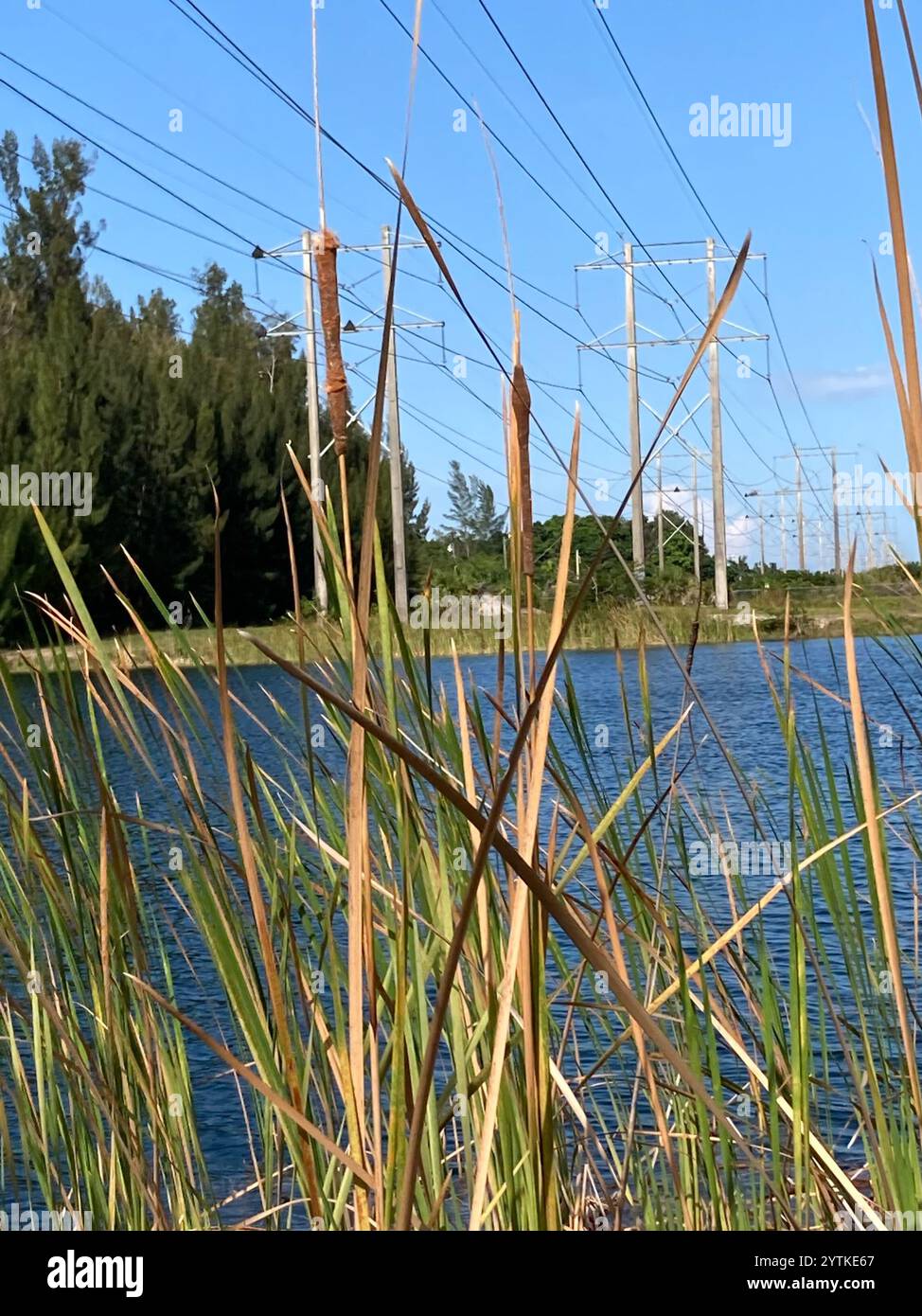 southern cattail (Typha domingensis Stock Photo - Alamy