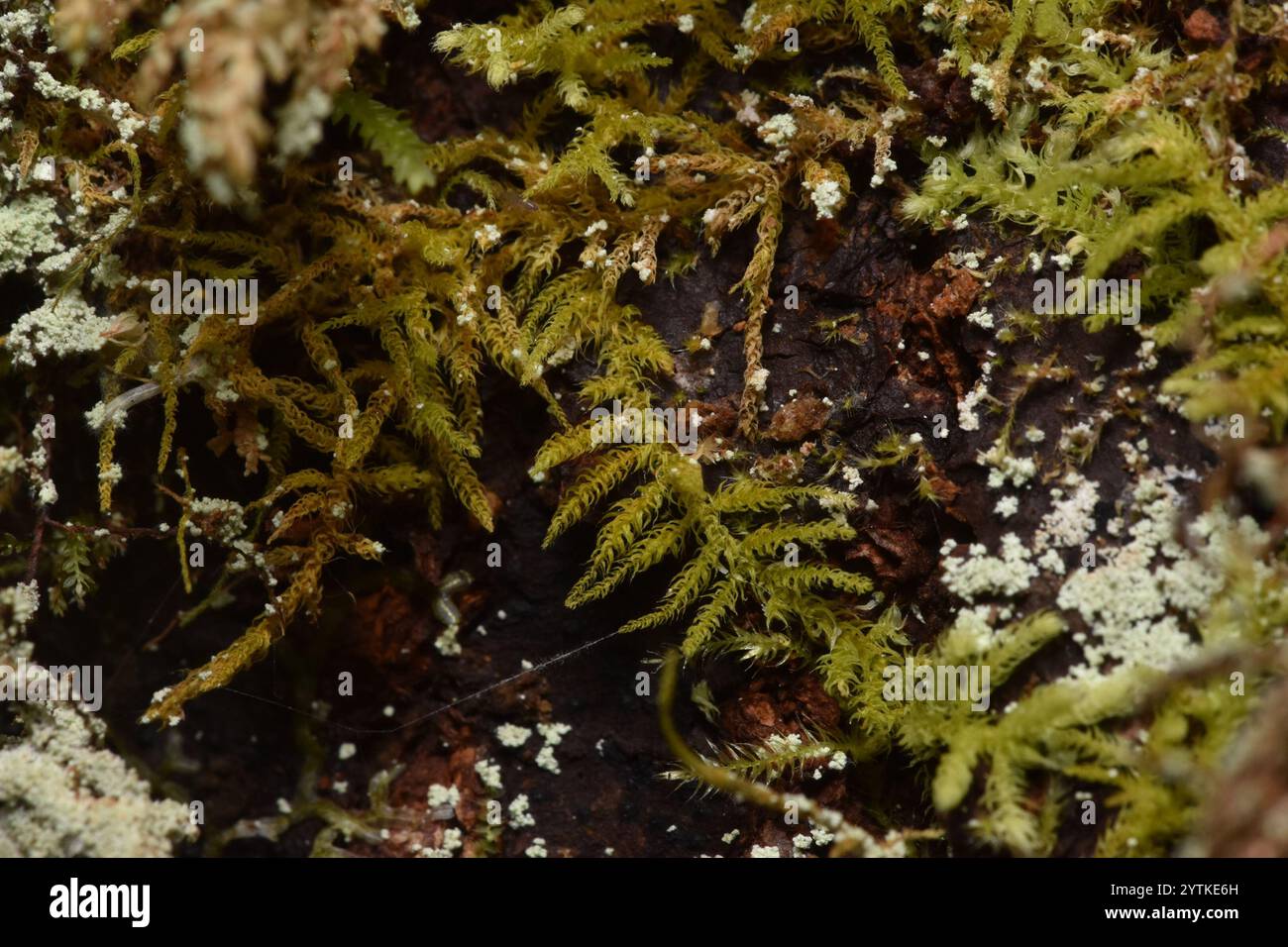 claopodium mosses (Claopodium Stock Photo - Alamy