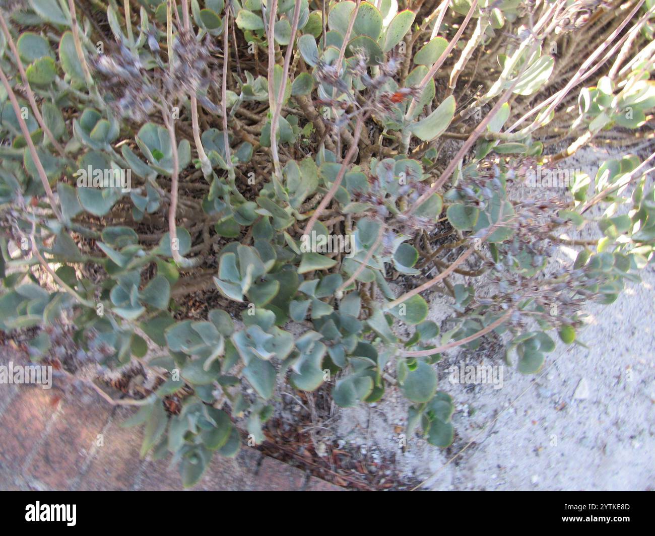 Common Pigs Ear (Cotyledon orbiculata orbiculata Stock Photo - Alamy