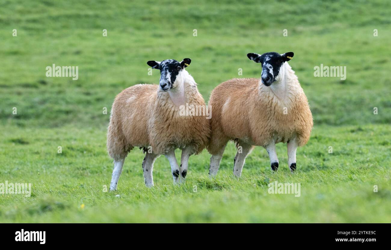 North of England Mule gimmer lambs, a cross bred between a Swaledale ...