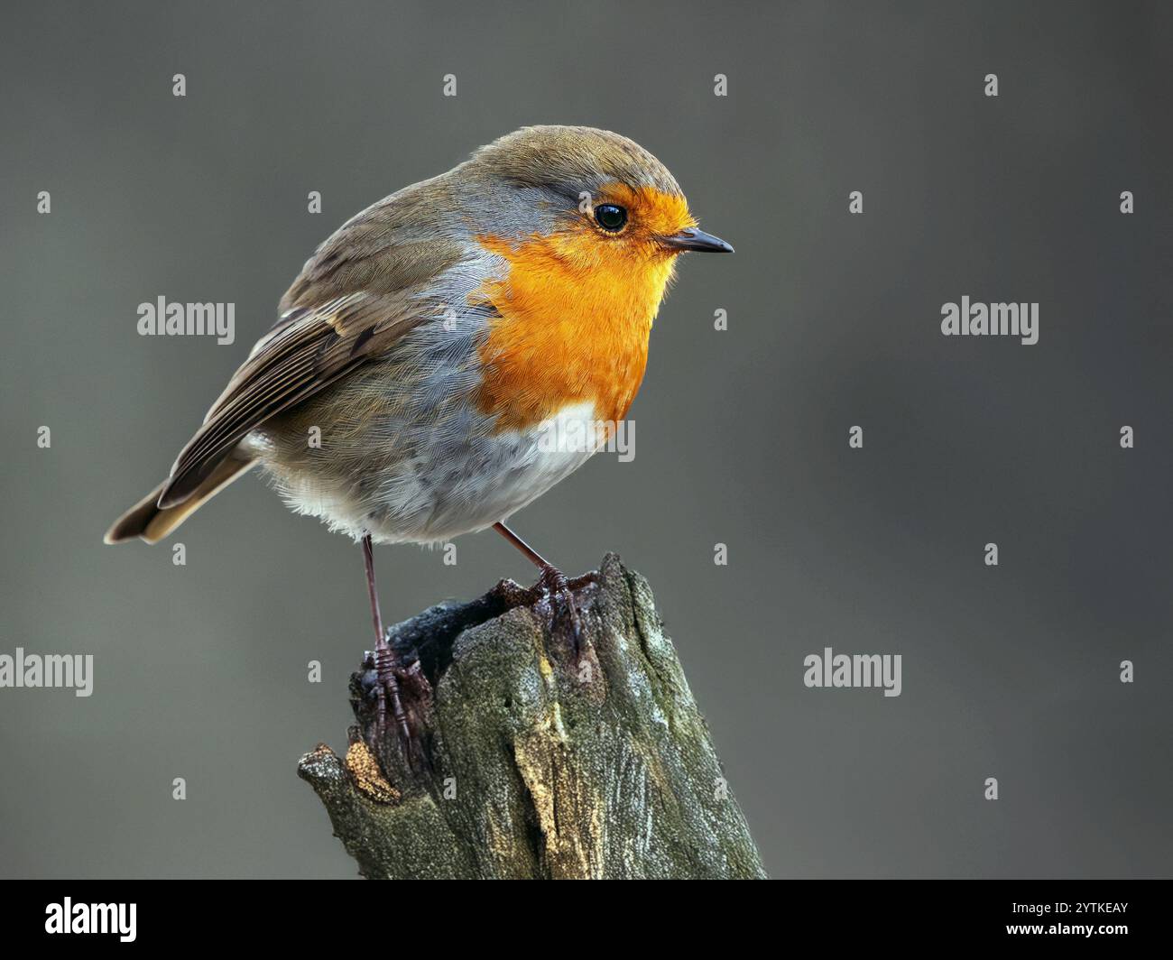 Robin uk nest hi-res stock photography and images - Alamy