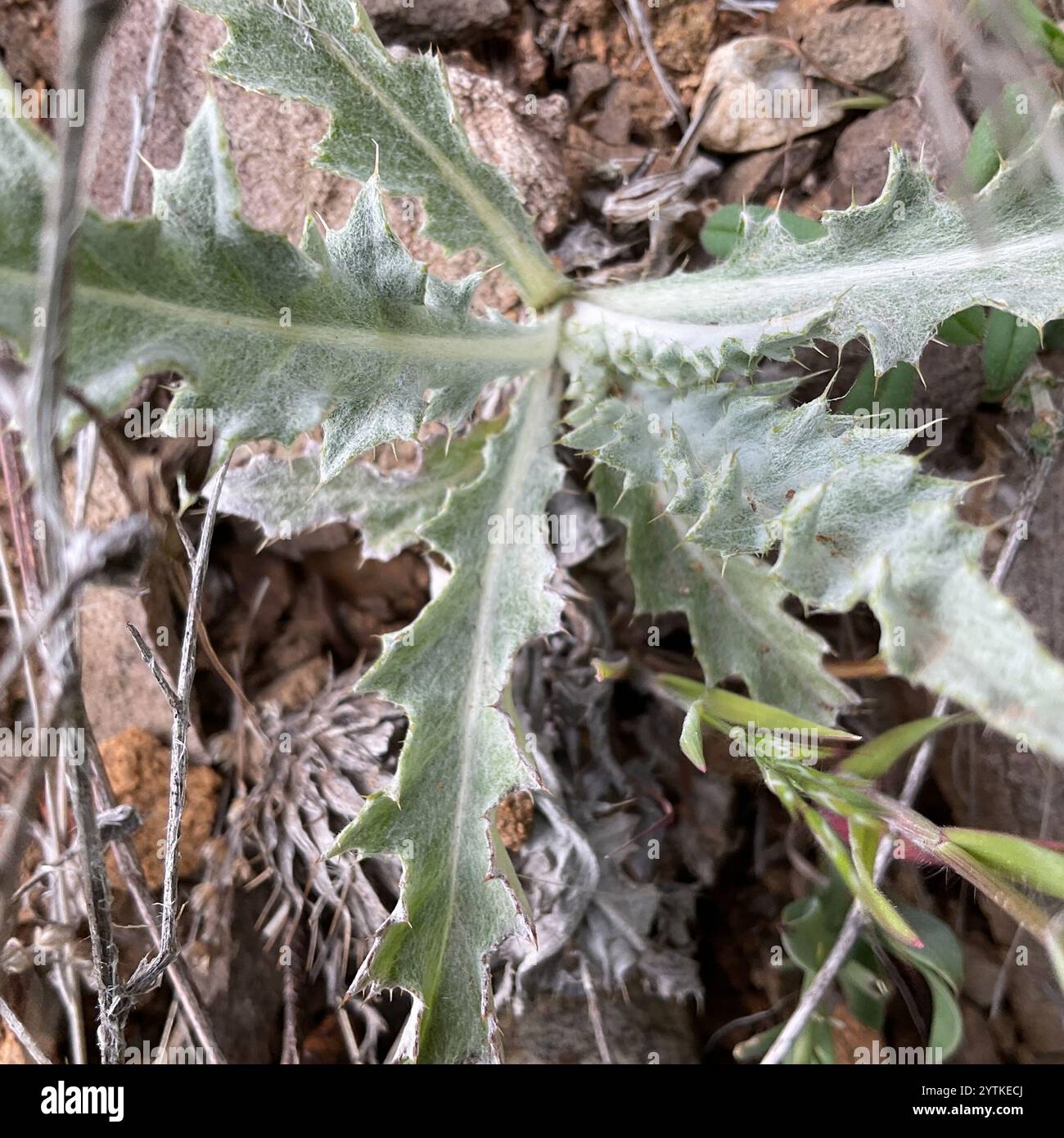 wavyleaf thistle (Cirsium undulatum Stock Photo - Alamy