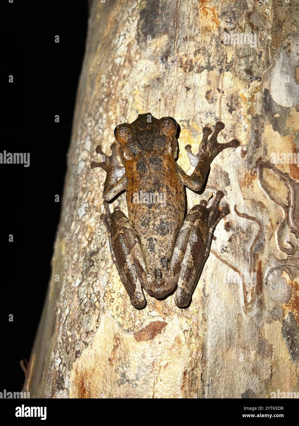 Broad-headed Tree Frogs (Osteocephalus Stock Photo - Alamy