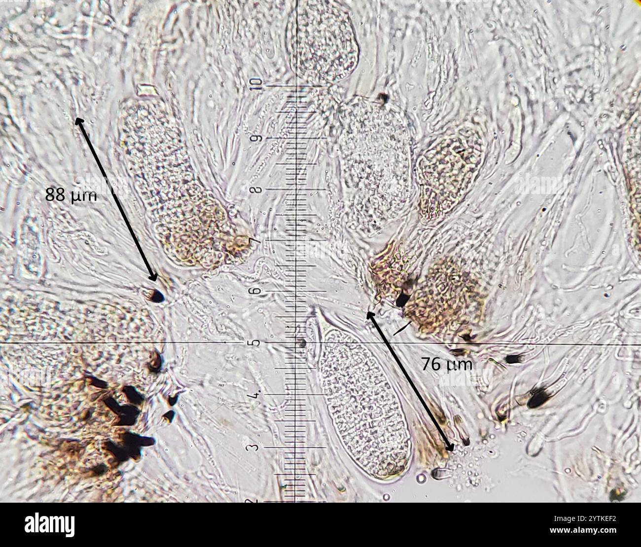 Lopadium hi-res stock photography and images - Alamy