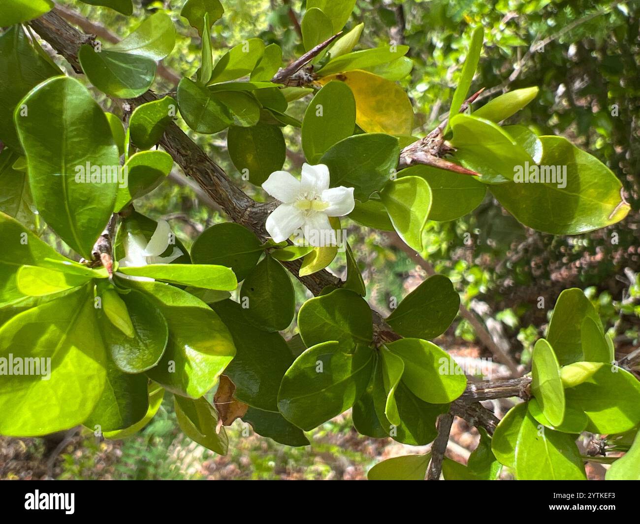 Randia aculeata hi-res stock photography and images - Alamy