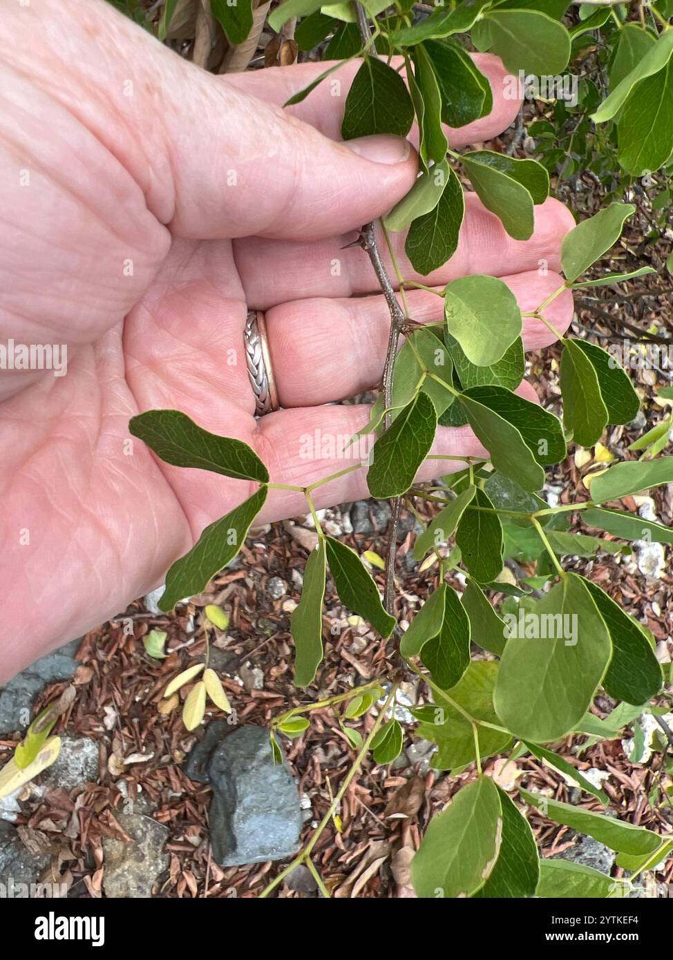 Catclaw Blackbead (Pithecellobium unguis-cati Stock Photo - Alamy