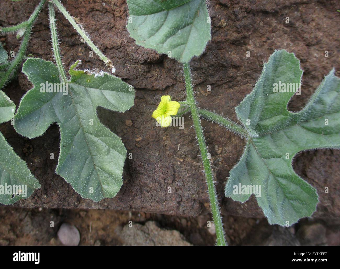 Small Wild Cucumber (Cucumis africanus Stock Photo - Alamy
