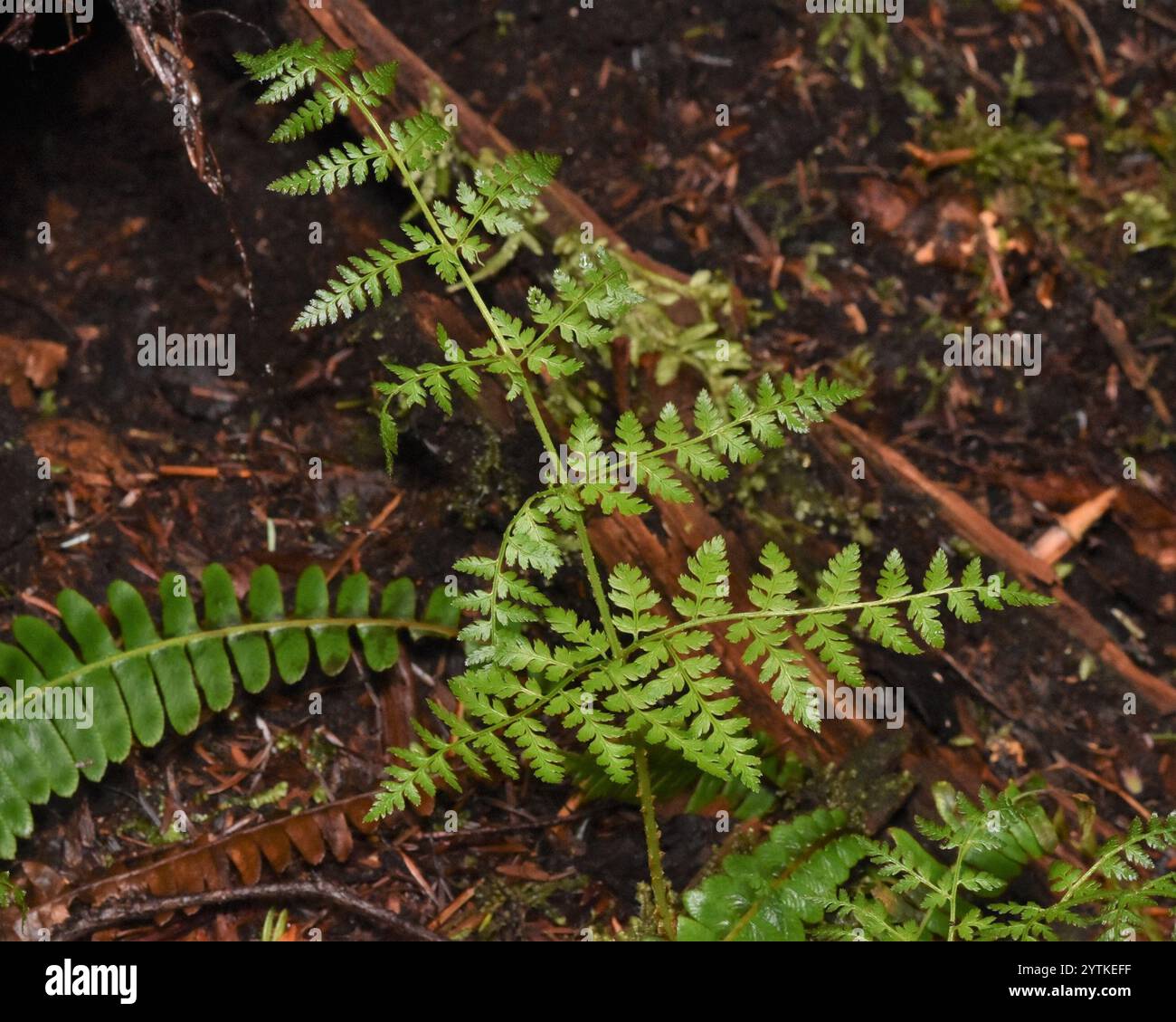 spreading wood fern (Dryopteris expansa Stock Photo - Alamy