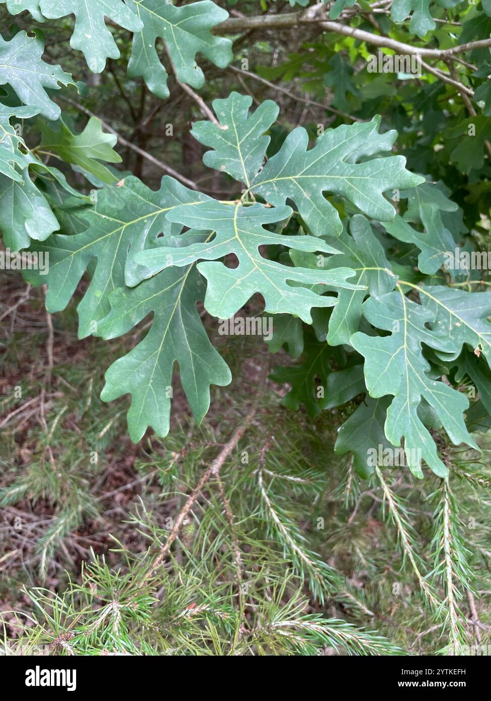 white oak (Quercus alba Stock Photo - Alamy