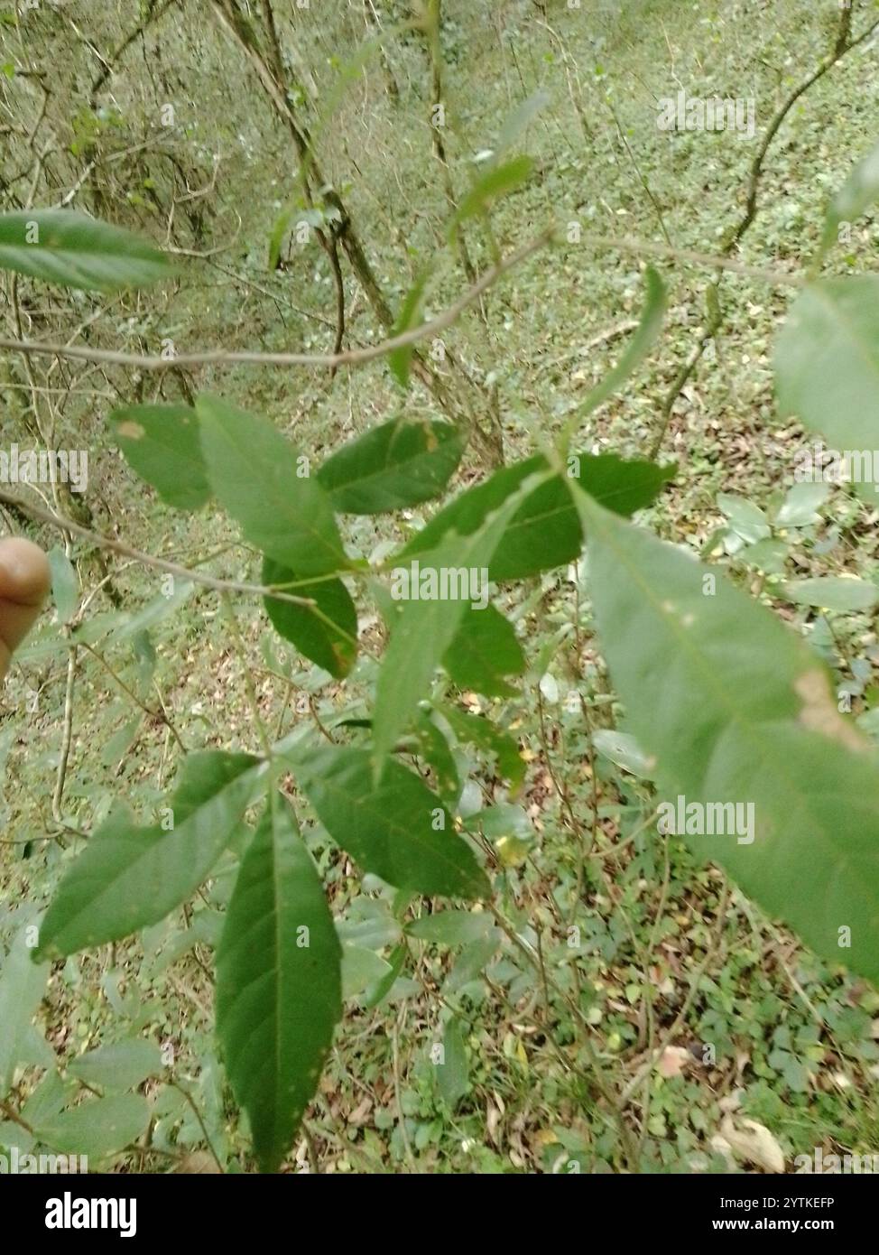 Allophylus hi-res stock photography and images - Alamy