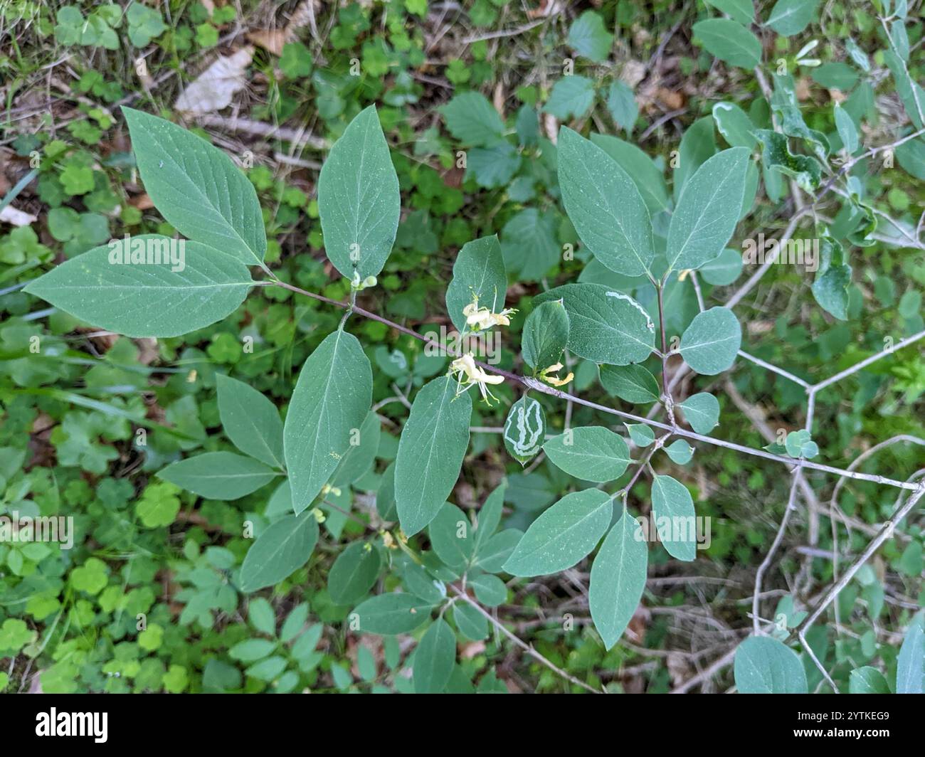 Fly Honeysuckle (Lonicera xylosteum Stock Photo - Alamy