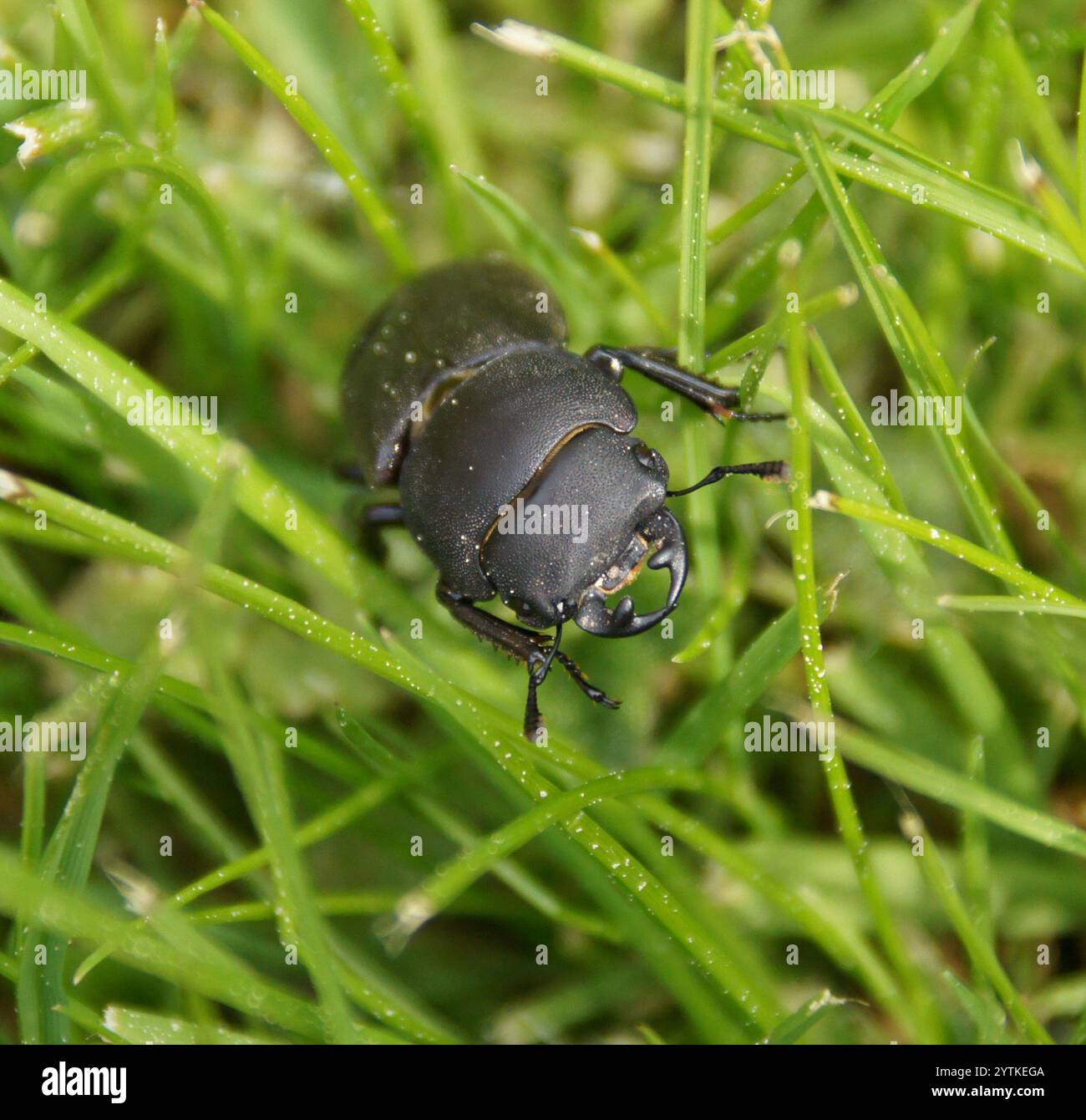 Lesser Stag Beetle (Dorcus parallelipipedus Stock Photo - Alamy