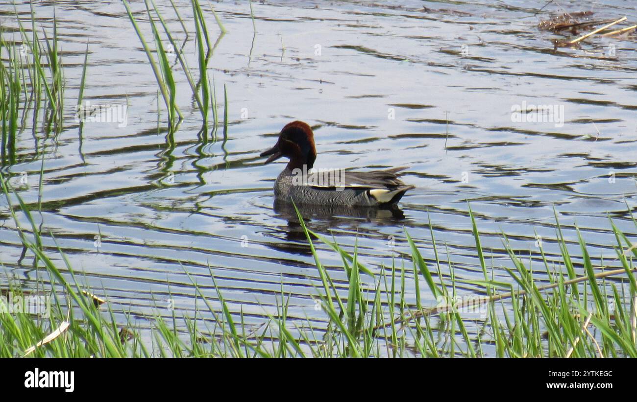 Eurasian Green-winged Teal (Anas crecca crecca Stock Photo - Alamy