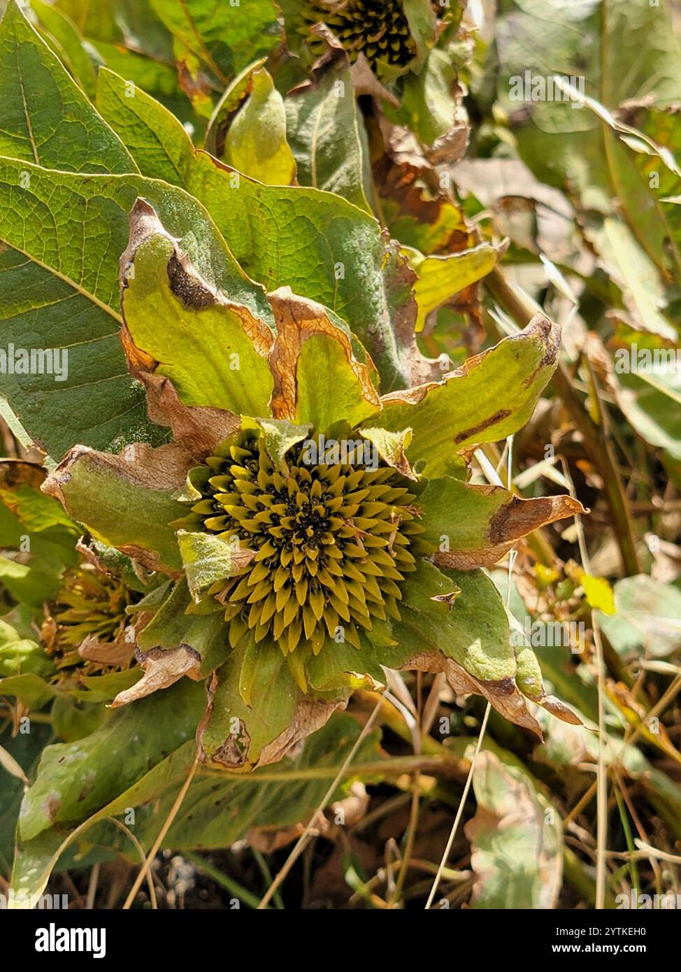 smooth mule-ears (Wyethia glabra Stock Photo - Alamy
