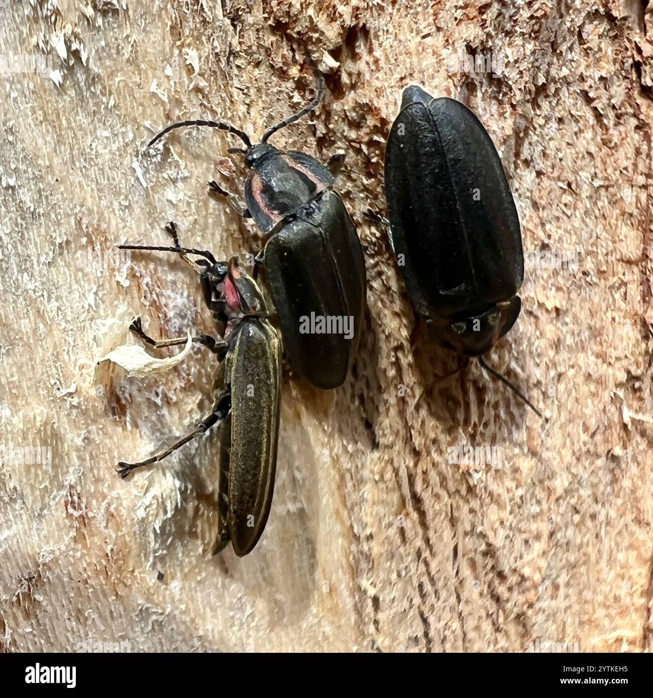 Winter Firefly (Ellychnia corrusca Stock Photo - Alamy