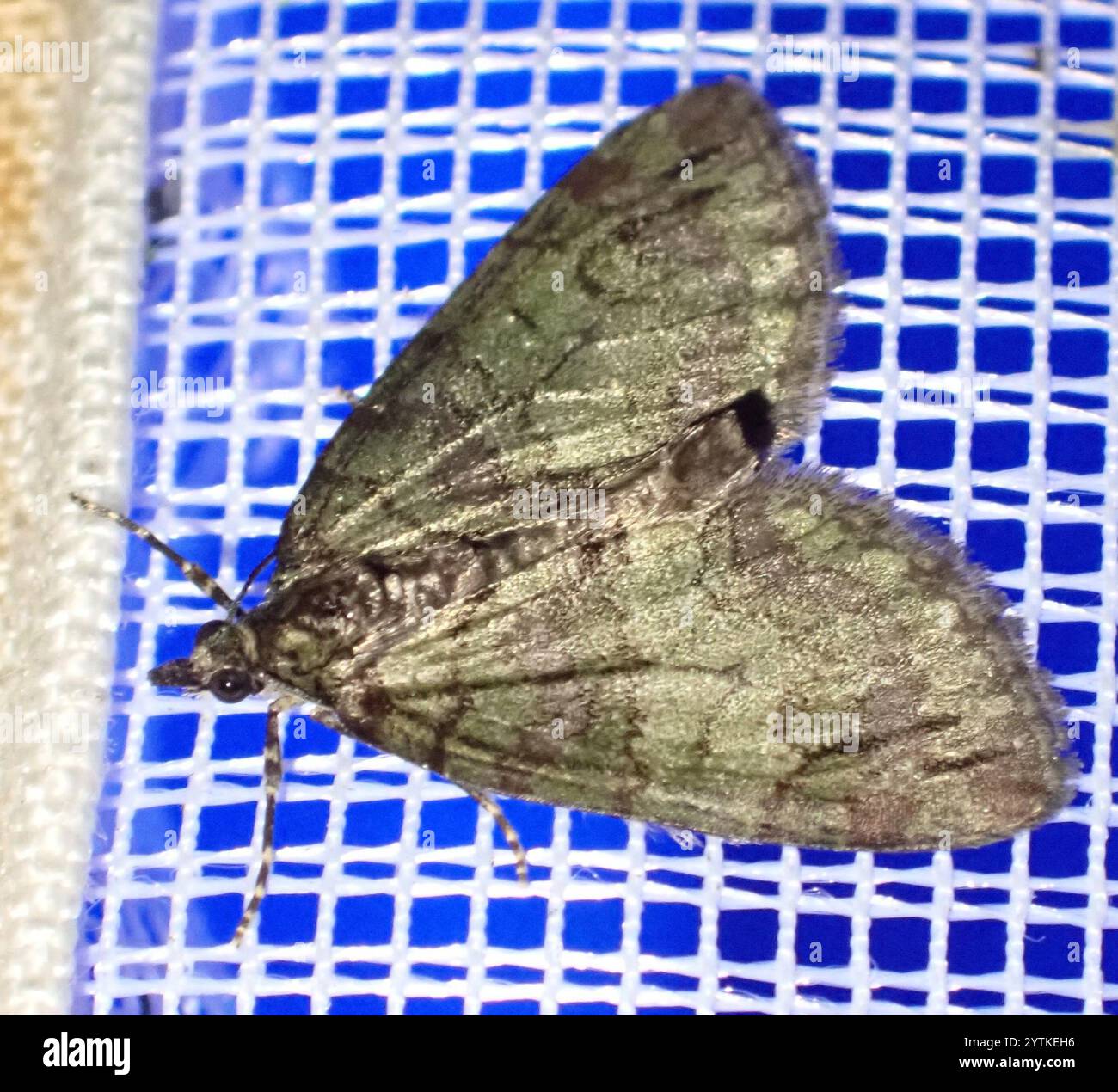 May Highflyer (Hydriomena impluviata Stock Photo - Alamy