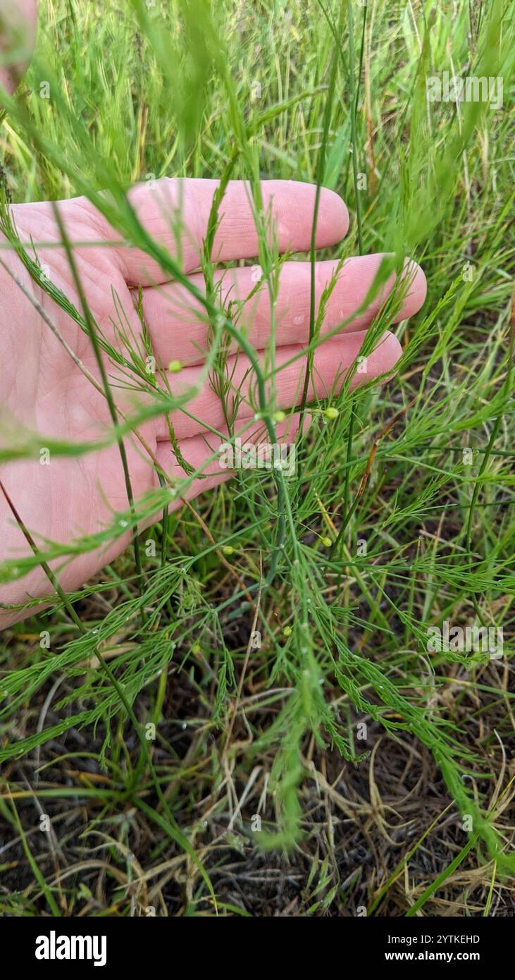 wild asparagus (Asparagus officinalis Stock Photo - Alamy