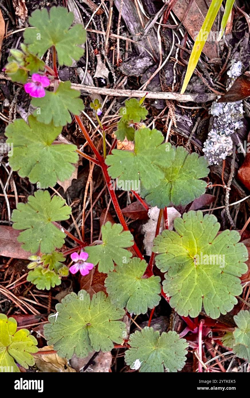 Round-leaved Crane's-bill (Geranium rotundifolium Stock Photo - Alamy