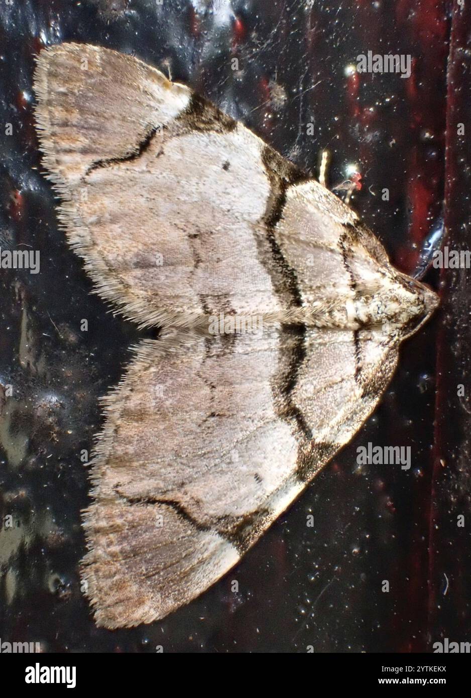 The Streamer (Anticlea derivata Stock Photo - Alamy