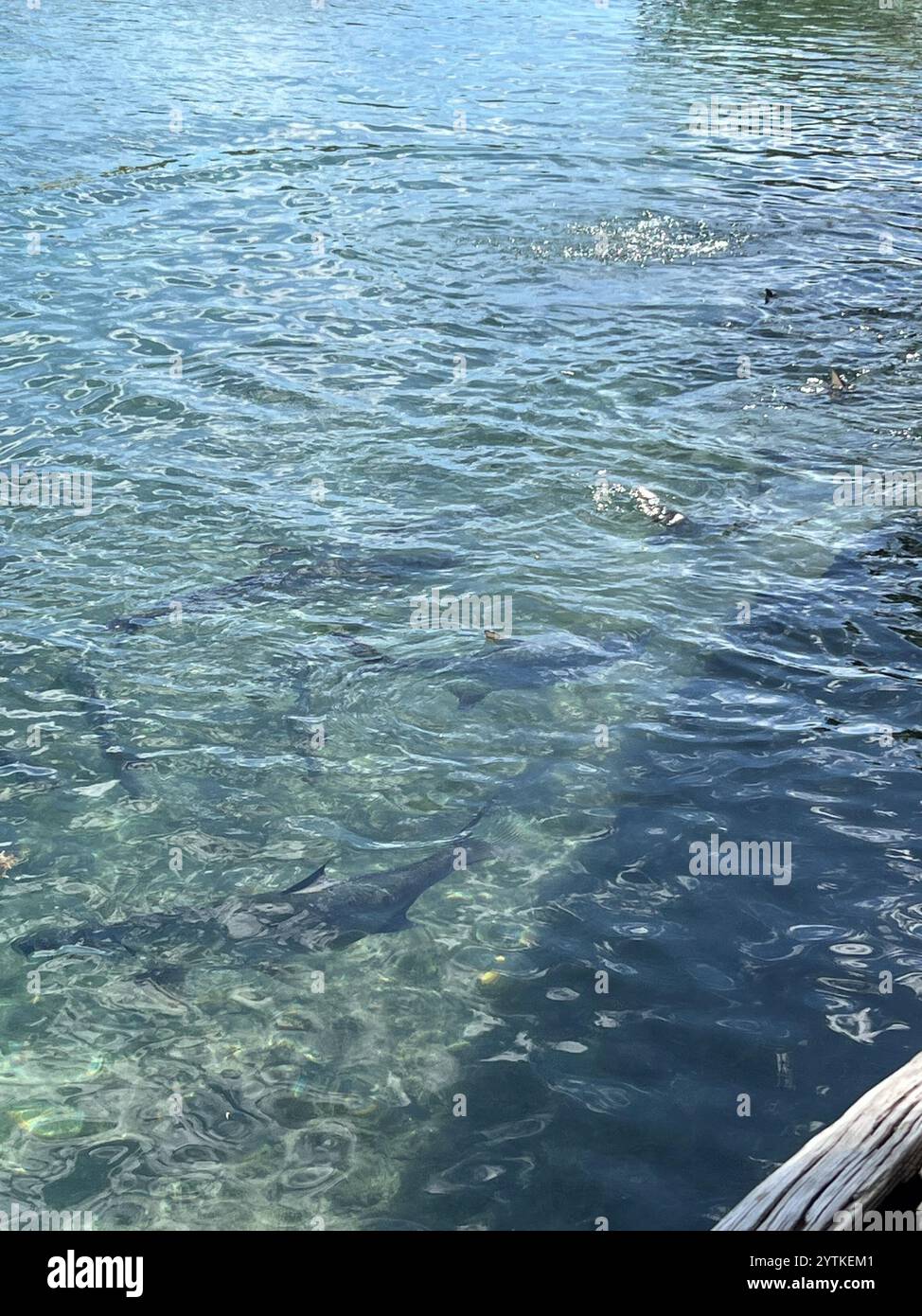 Atlantic Tarpon (Megalops atlanticus Stock Photo - Alamy