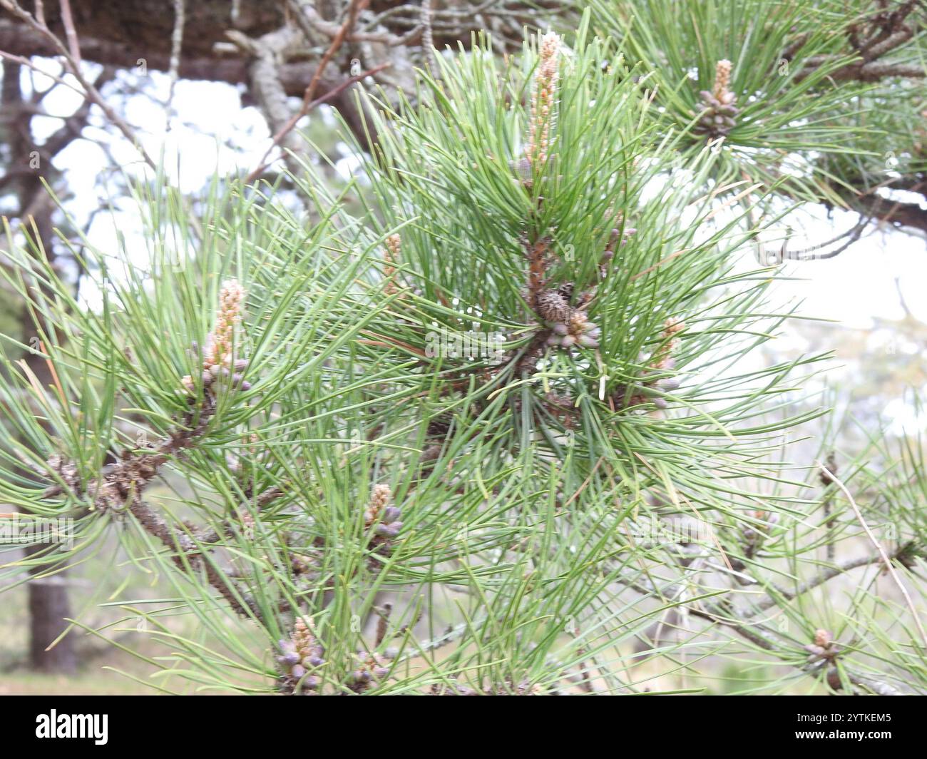 pitch pine (Pinus rigida Stock Photo - Alamy